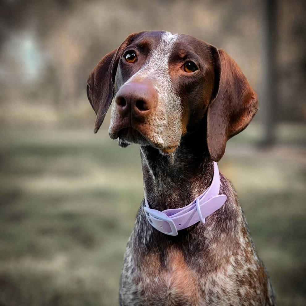 Custom Lavender Collar - Waterproof & Stylish – Hooper Ruff